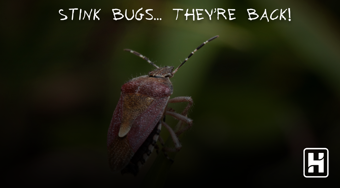 Stink Bugs... They're Back!