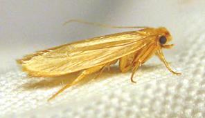 Beware of the Webbing Clothes Moth