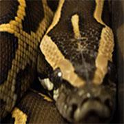 Snake Control Products