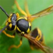 Wasp Control Products
